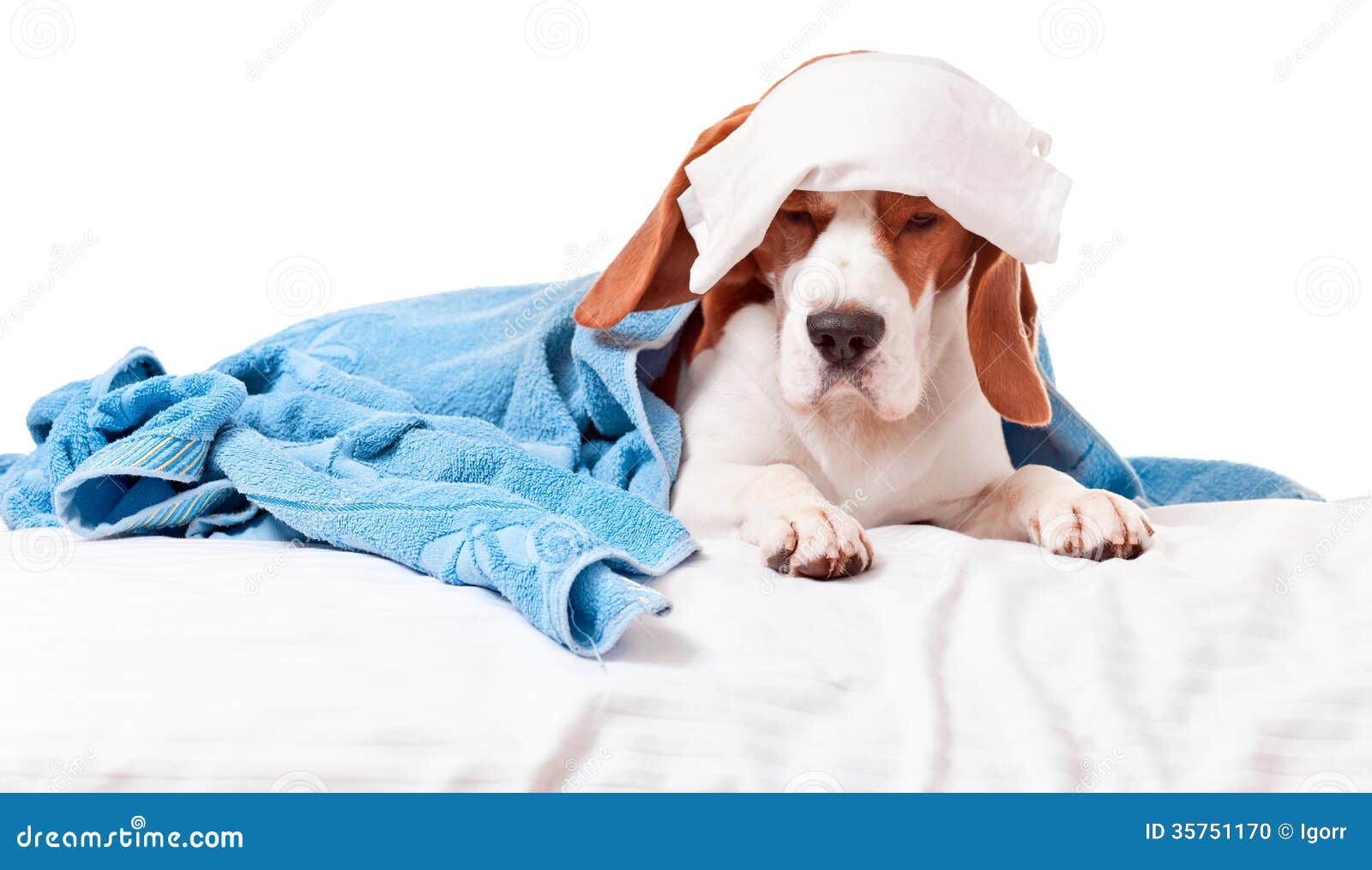 Mucho Perro Enfermo En El Fondo Blanco Foto de archivo - Imagen de ...