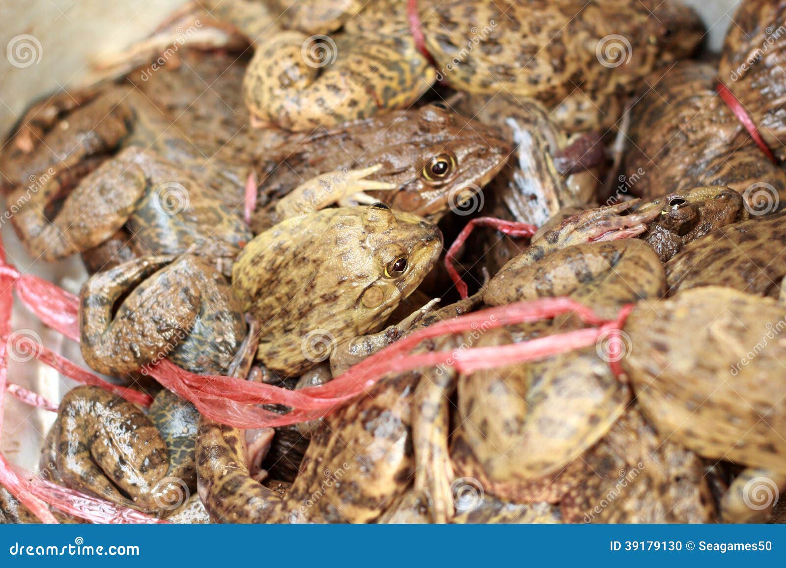 Mucho ranas para la venta foto de archivo. Imagen de piel - 39179130