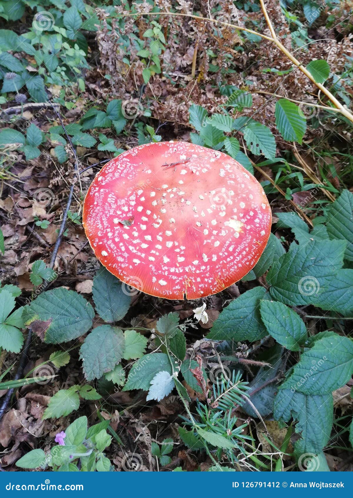 Muchomor foto de archivo. Imagen de espaciador - 126791412