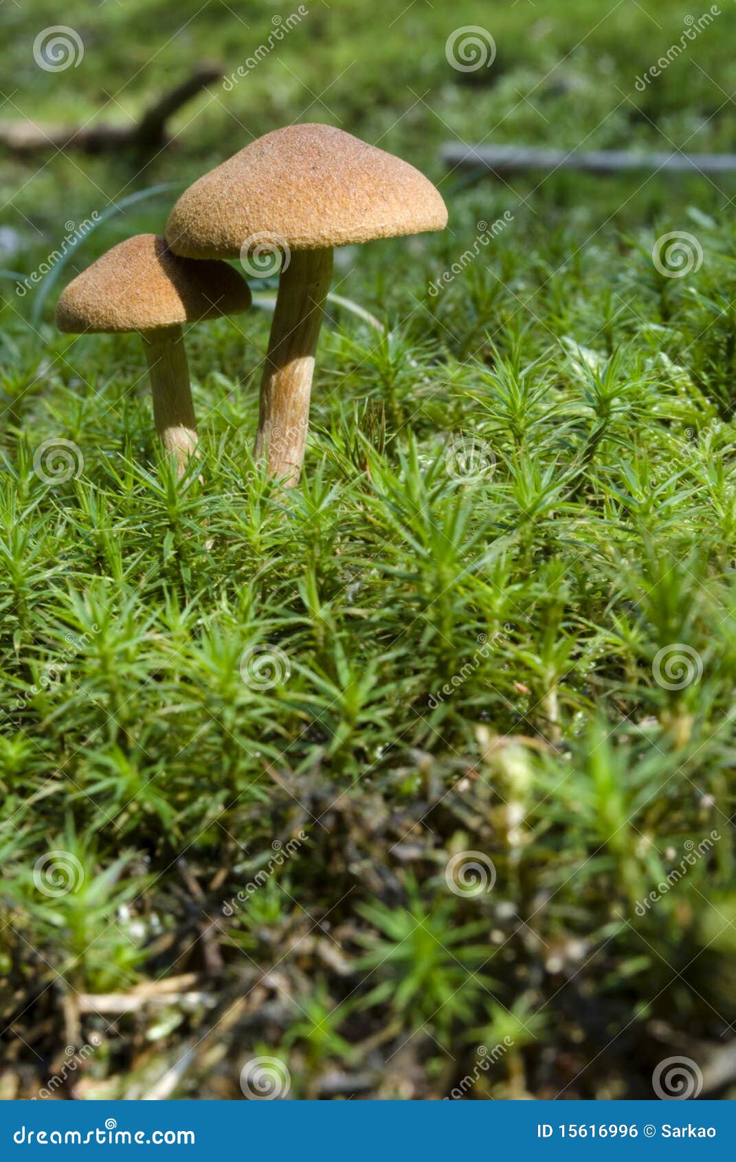 Muchomory zdjęcie stock. Obraz złożonej z greenbacks - 15616996