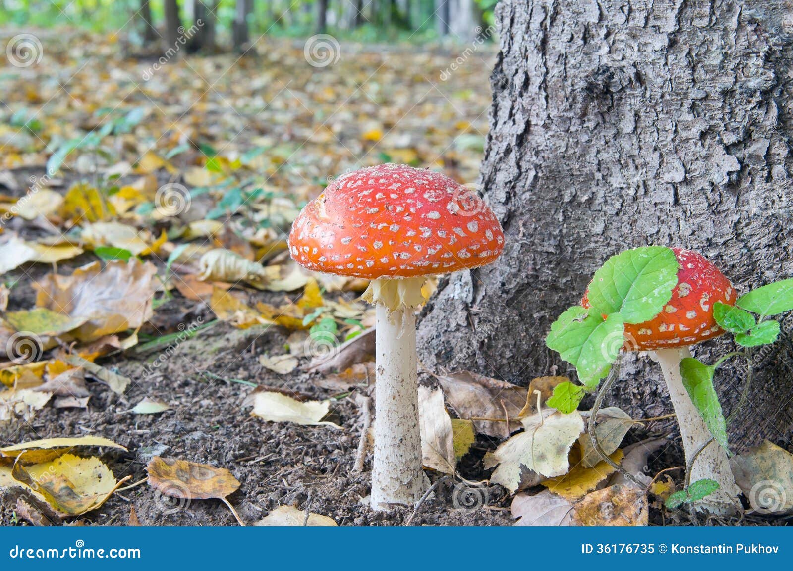 Muchomory obraz stock. Obraz złożonej z jedzenie, sezon - 36176735