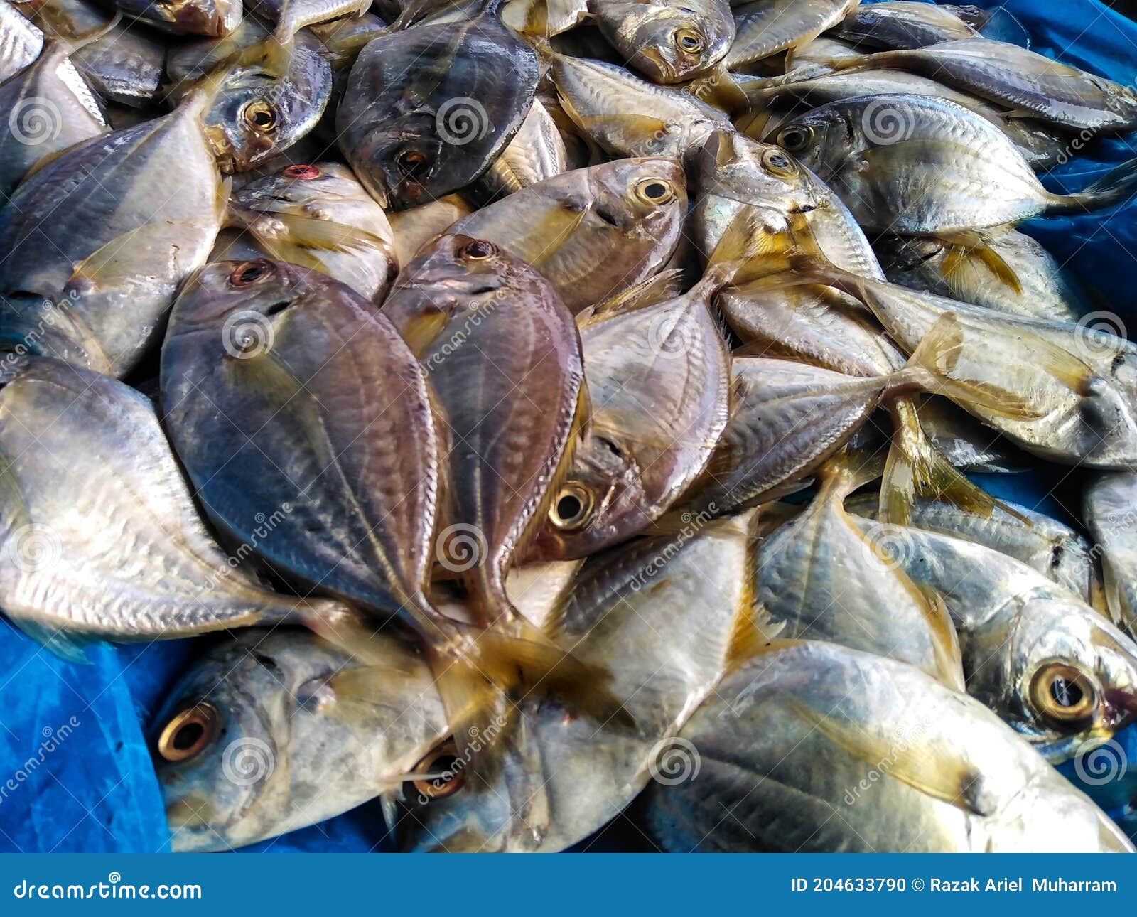 Muchos peces foto de archivo. Imagen de cocina, alimento - 204633790