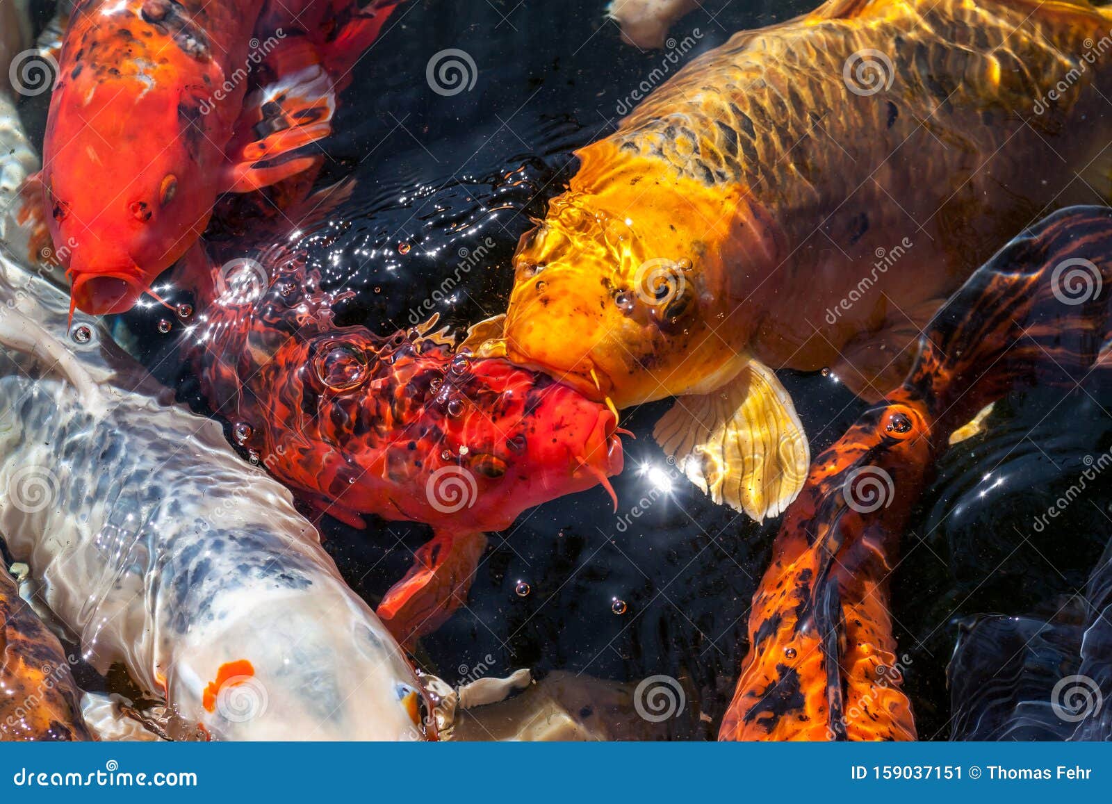 Muchos peces koi imagen de archivo. Imagen de amarillo - 159037151