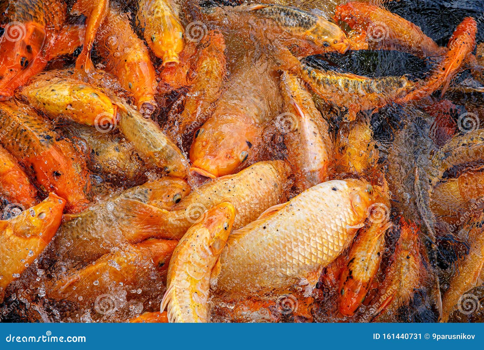 Muchos Peces Koi Cazan Comida Imagen de archivo - Imagen de anaranjado ...