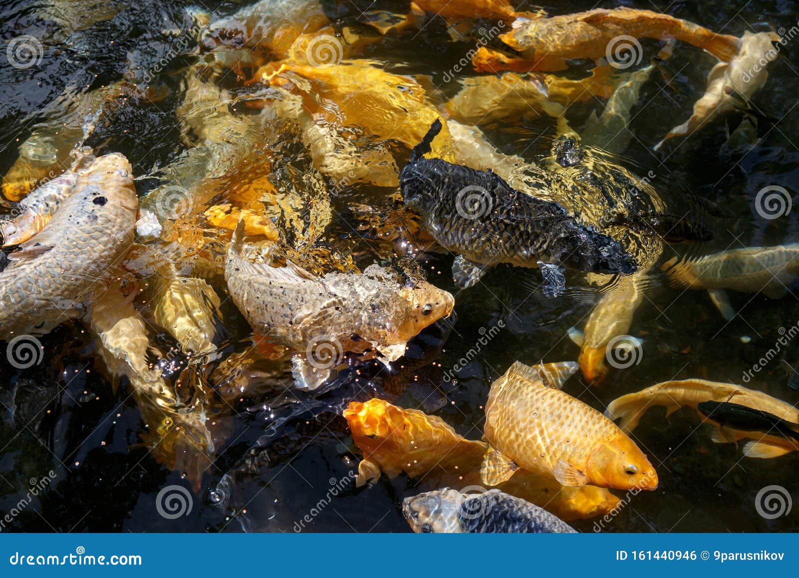 Muchos Peces Koi Cazan Comida Foto de archivo - Imagen de modelo ...