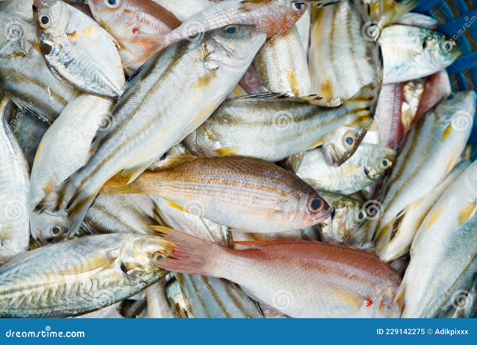 Muchos peces marinos imagen de archivo. Imagen de mercado - 229142275