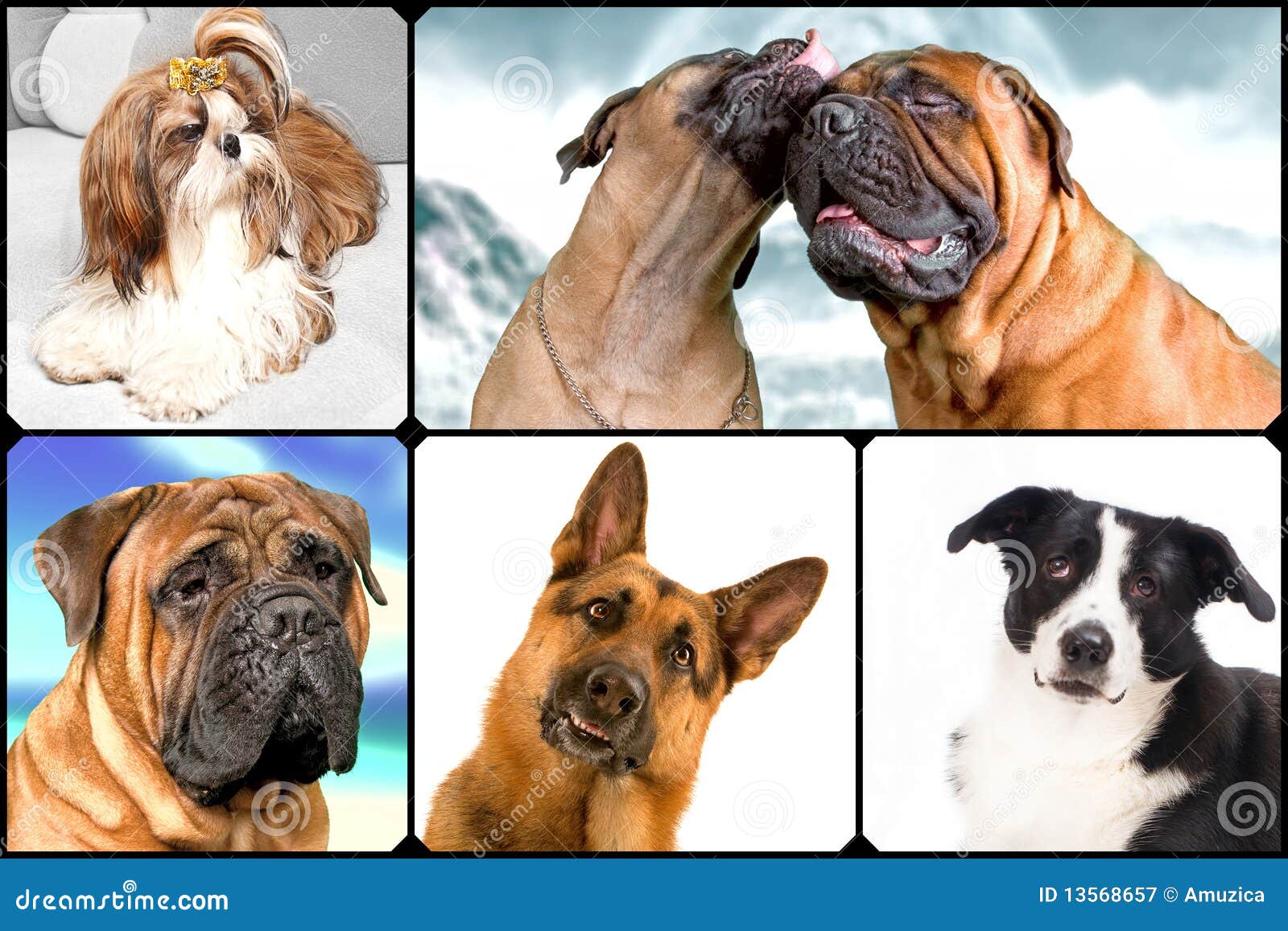 Muchos perros imagen de archivo. Imagen de hermoso, piel - 13568657