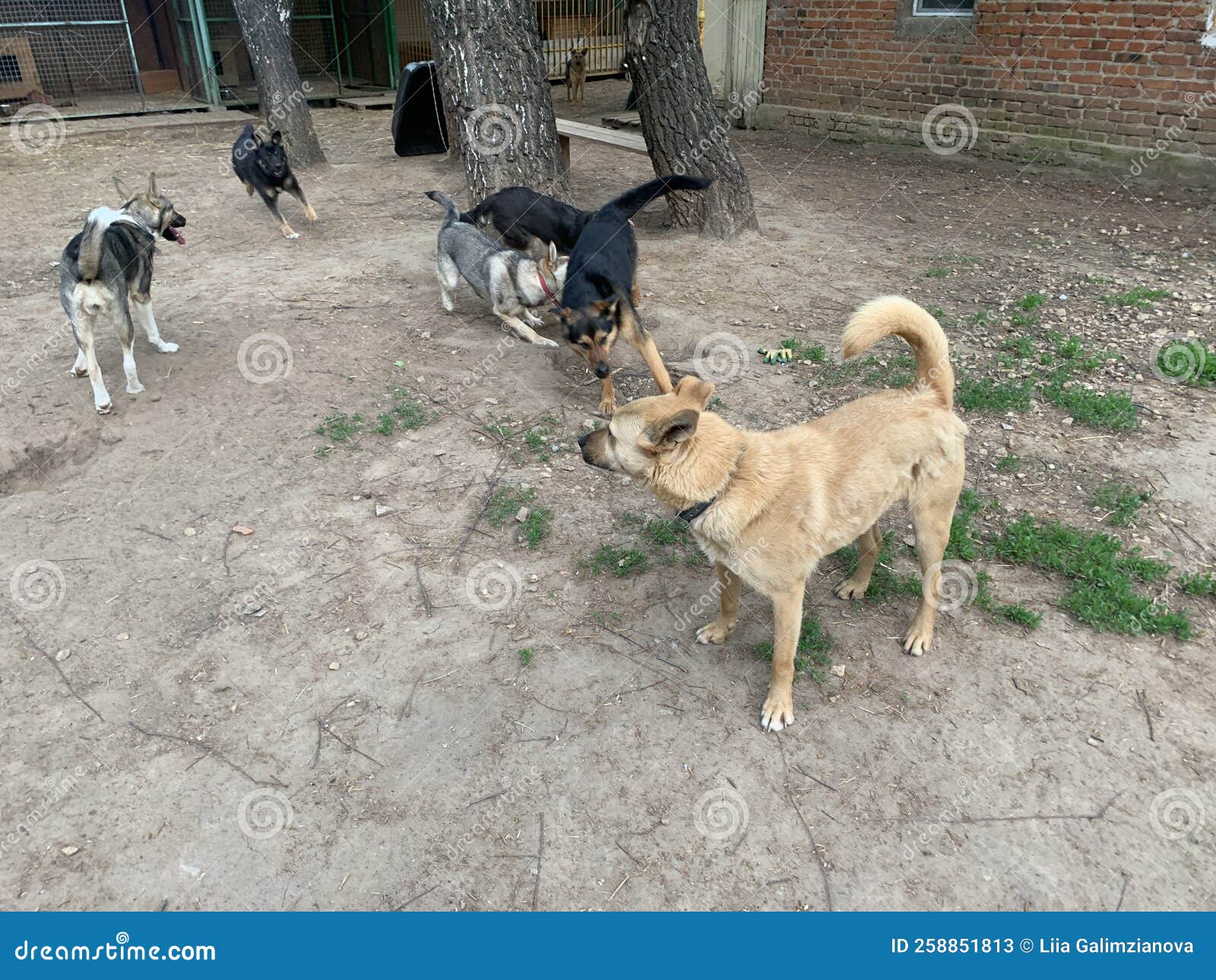 Muchos perros callejeros imagen de archivo. Imagen de fidelidad - 258851813