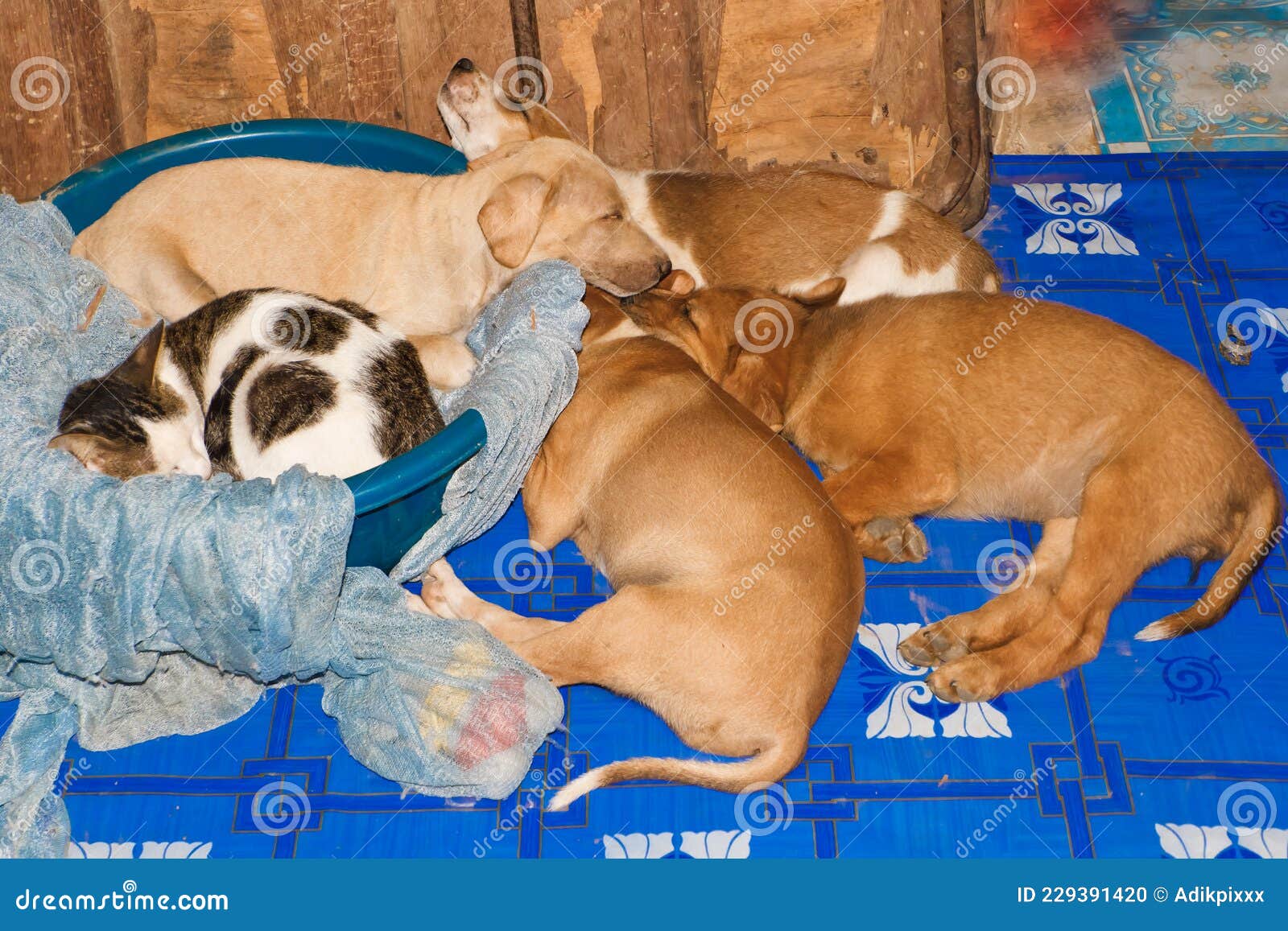 Muchos perros durmiendo foto de archivo. Imagen de longitud - 229391420