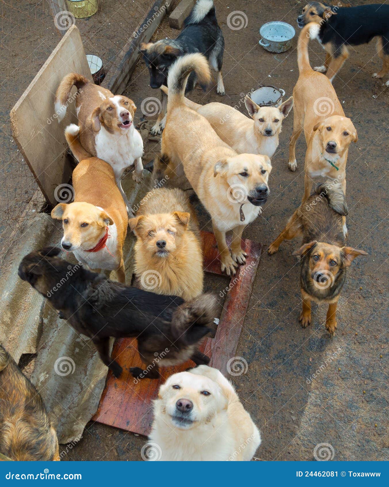 Muchos perros perdidos imagen de archivo. Imagen de perro - 24462081