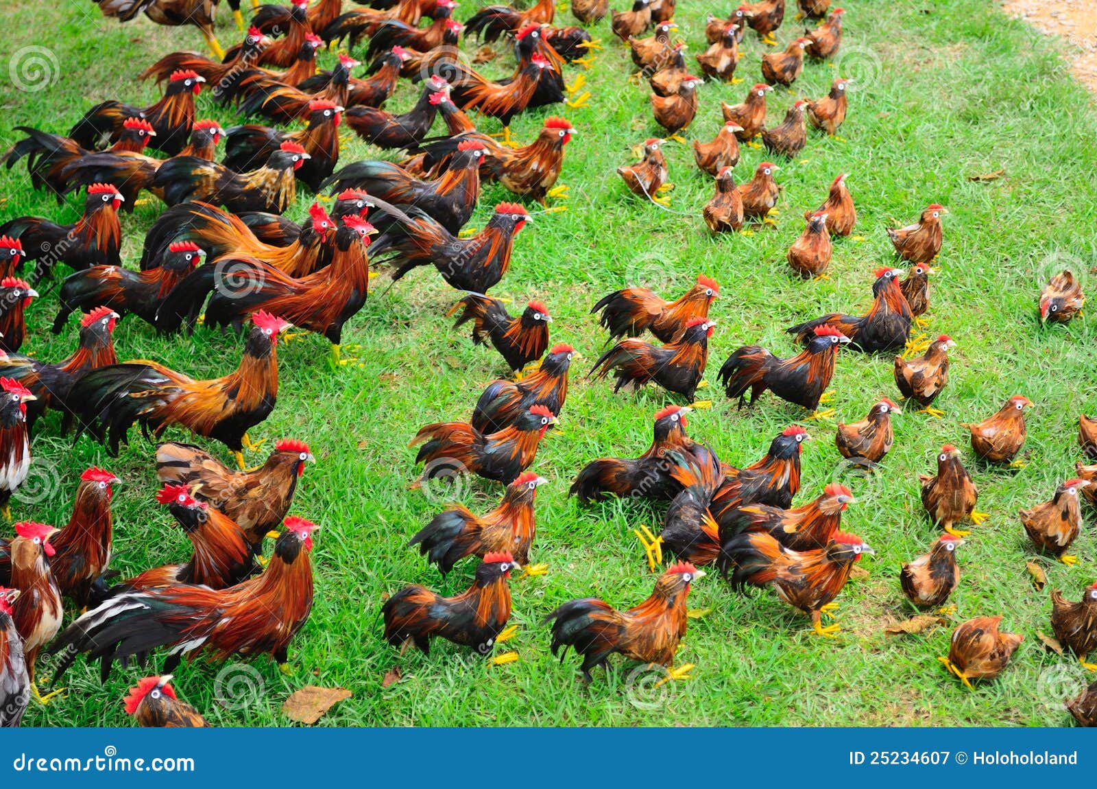 Muchos pollos imagen de archivo. Imagen de colilla, mascota - 25234607
