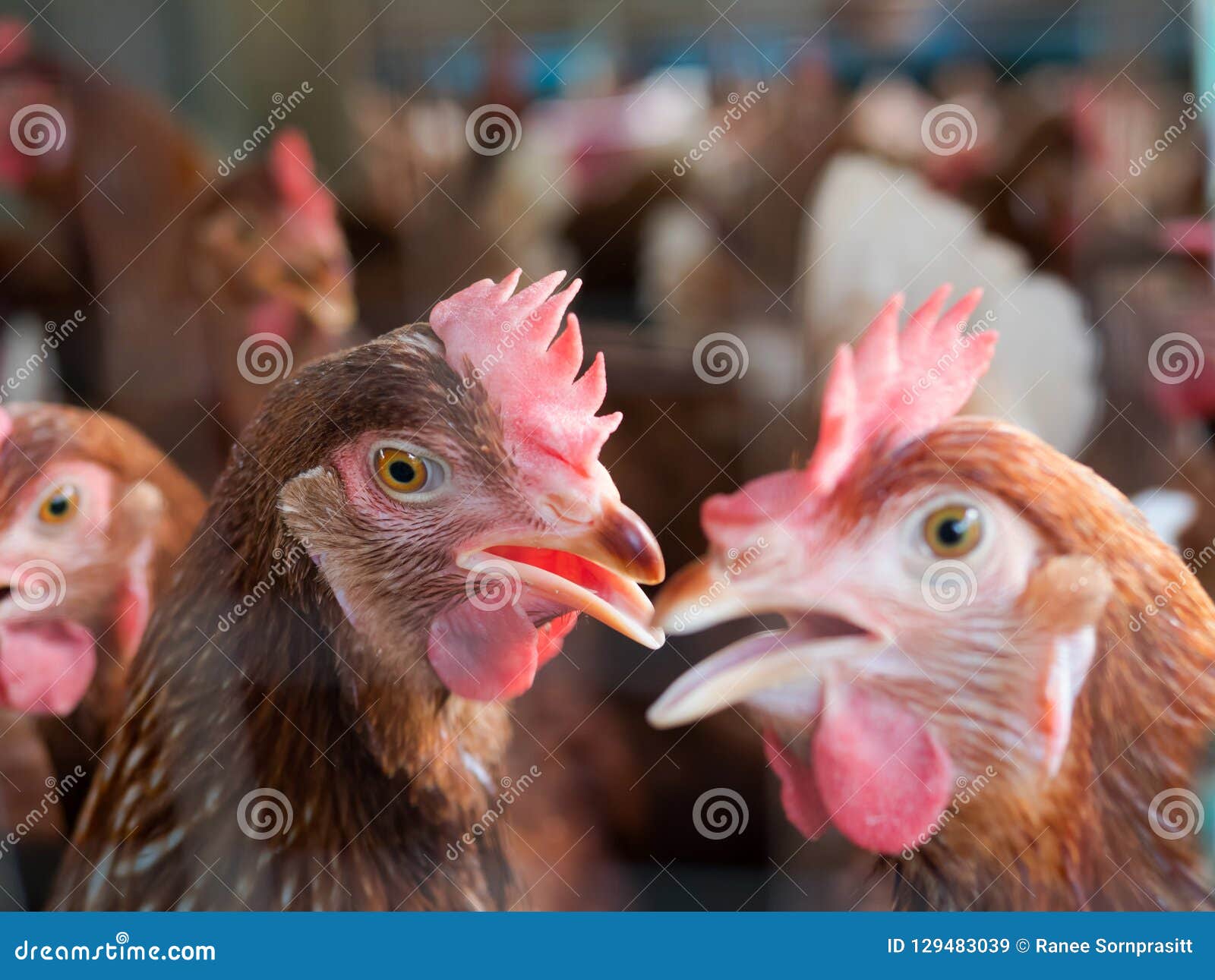 Muchos pollos en granja imagen de archivo. Imagen de fondo - 129483039