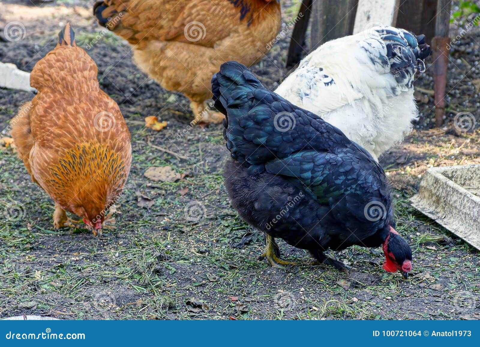 Muchos Pollos Nacionales Comen En La Comida De Tierra Foto de archivo ...