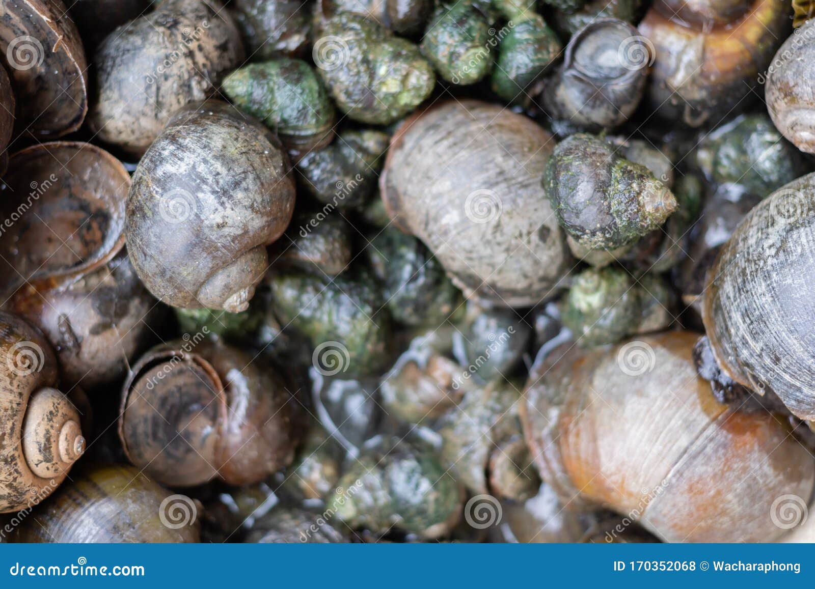 Muchos Tipos De Conchas De Agua Dulce Foto de archivo - Imagen de ...