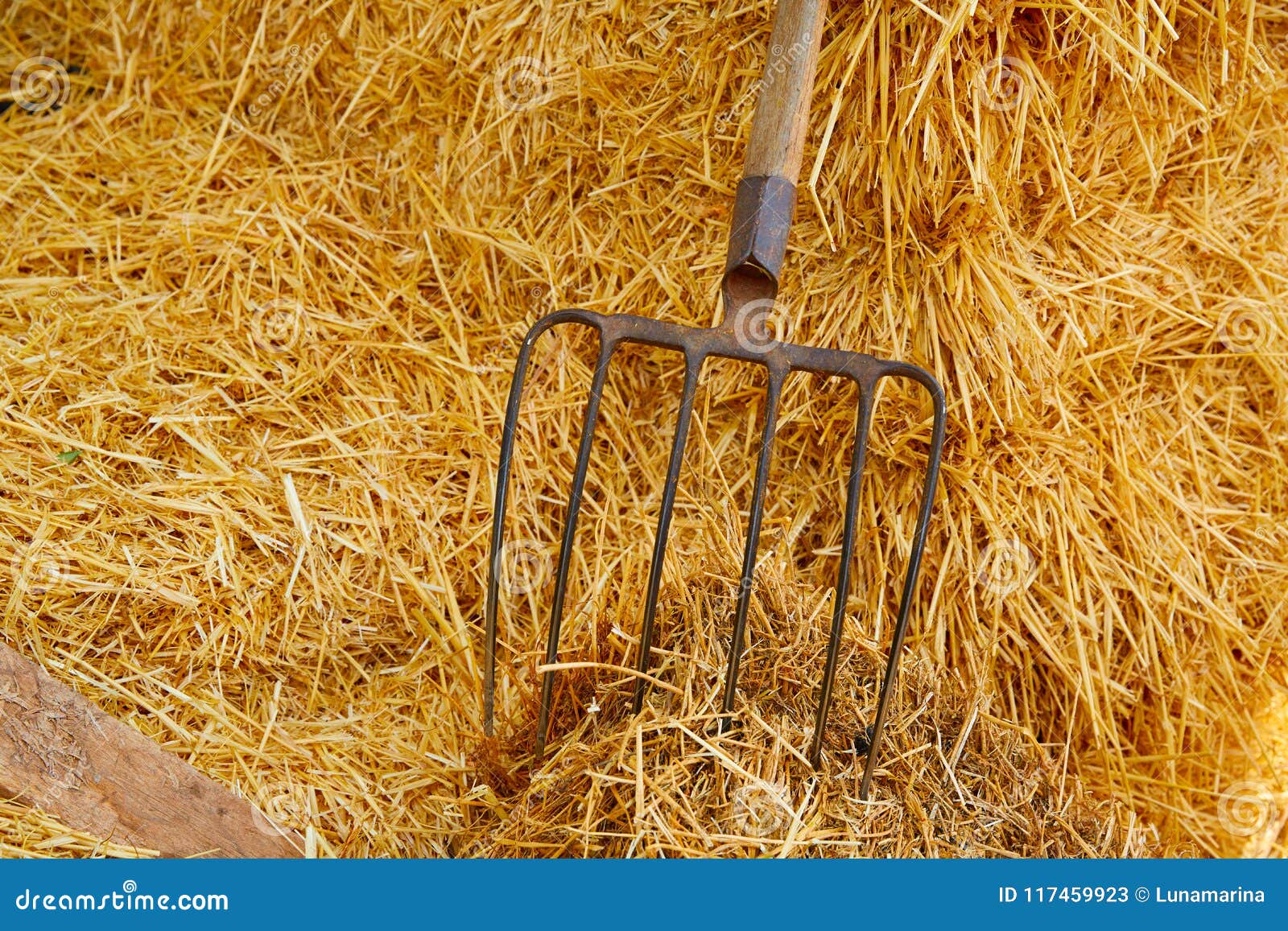 Muck Fork Stable Tool on Straw Bale Stock Image - Image of food, muck ...