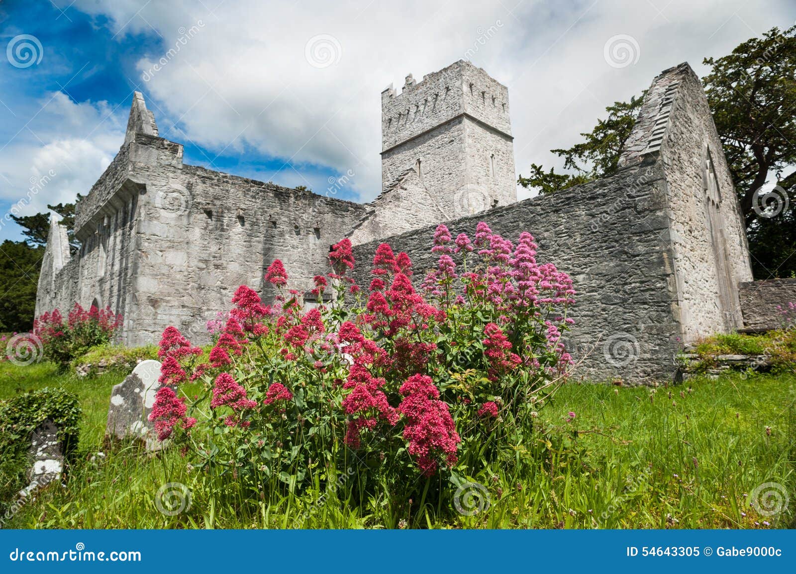 Muckross Abbey in County Kerry, Ireland Stock Image - Image of tourism ...