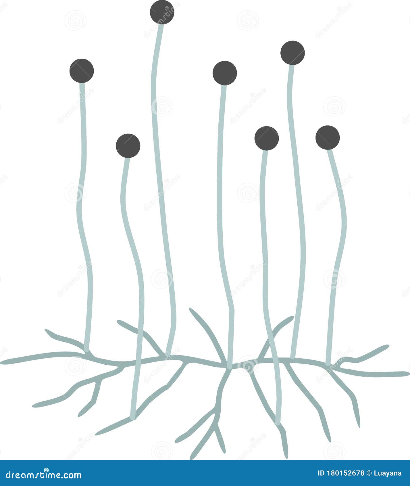 Structure of Mucor. Mycelium with Sporangium Stock Vector ...