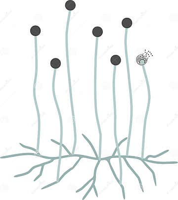 Structure of Mucor. Mycelium with Sporangium Stock Vector ...