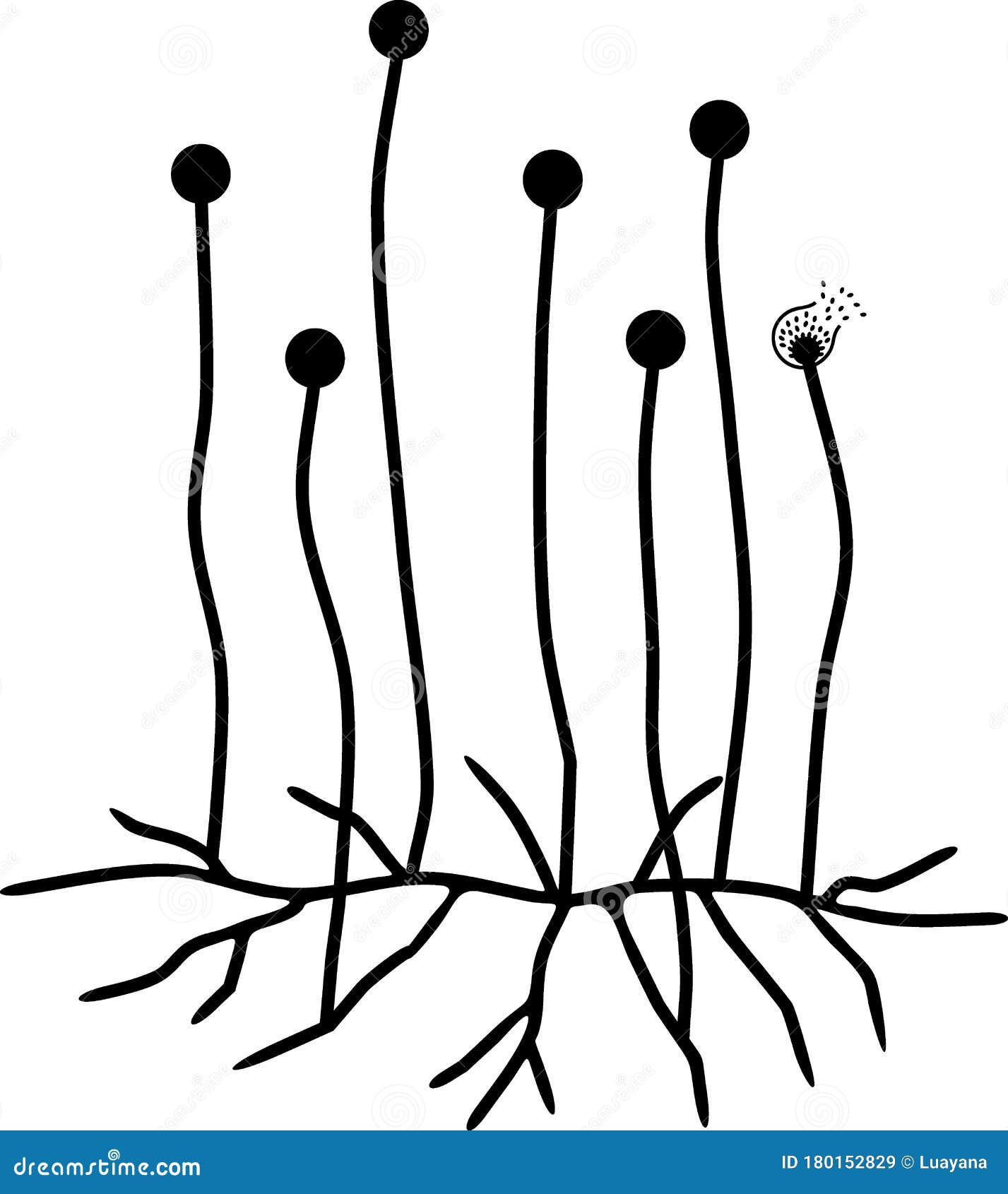 Structure of Mucor. Mycelium with Sporangium Stock Vector ...