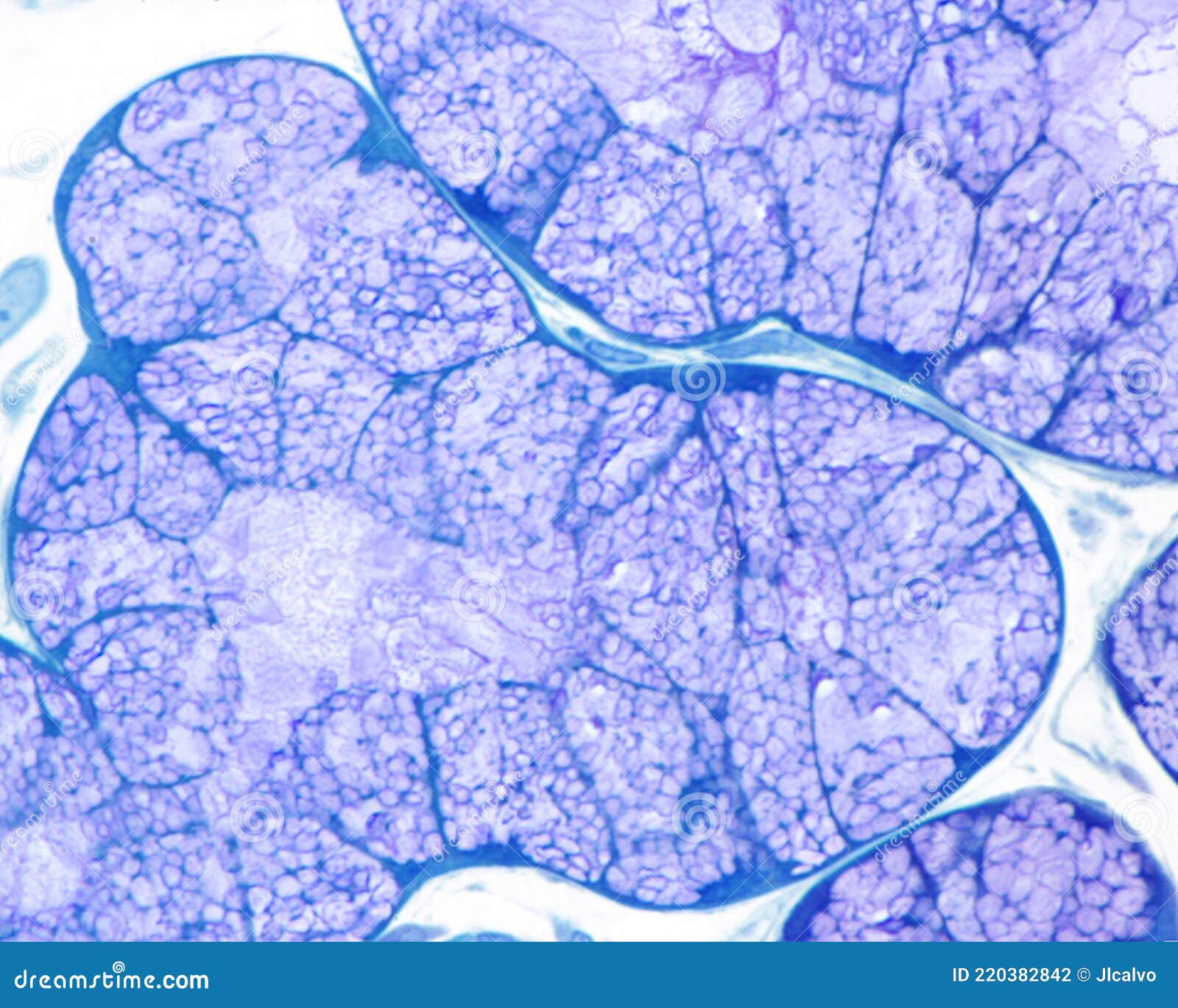 Mucous gland. Acinus stock photo. Image of micrograph - 220382842