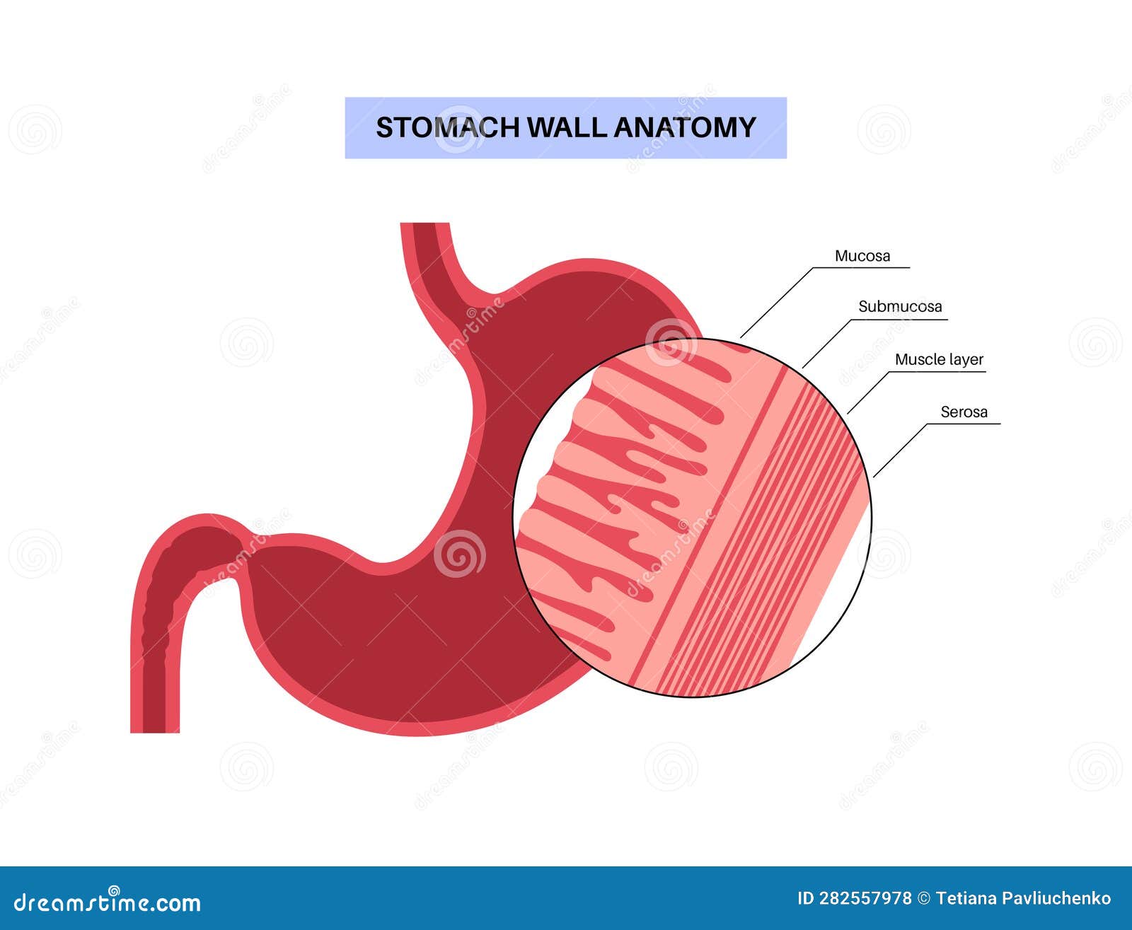 Mucous Membrane Structure Vector Illustration 282557978
