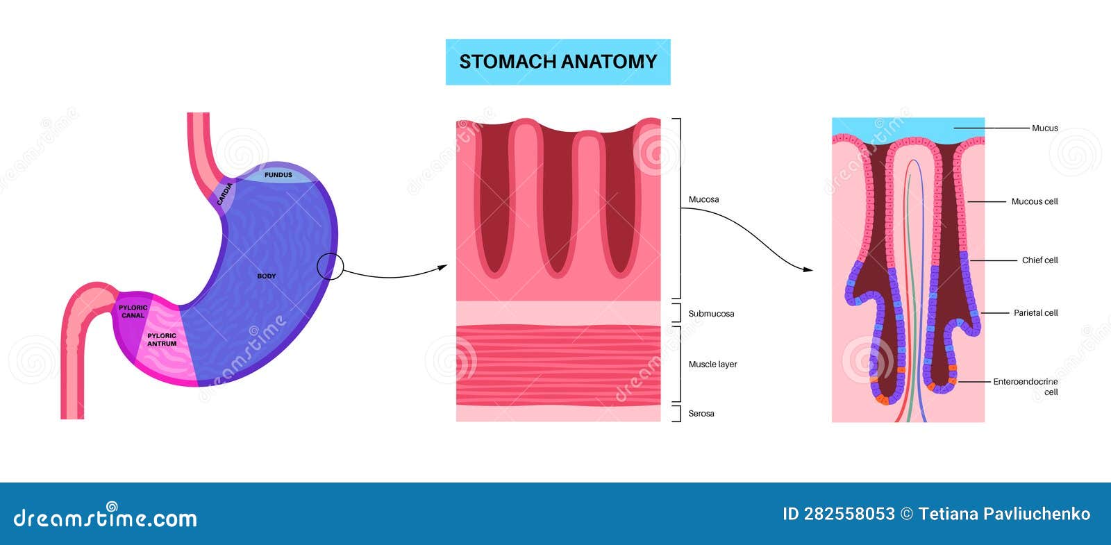 Mucous Membrane Structure Stock Vector Illustration Of Abdominal 282558053
