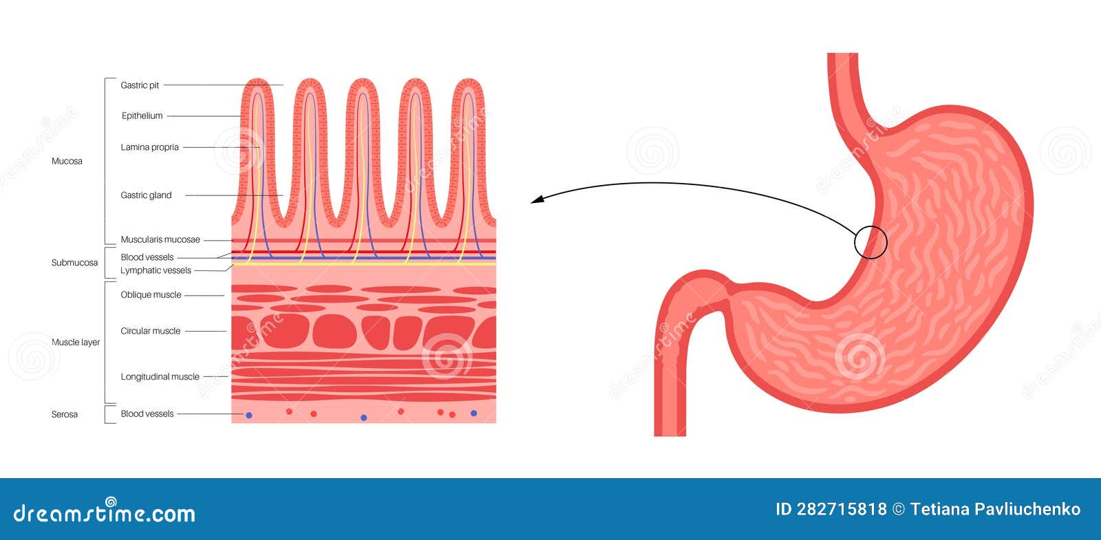 Mucous Membrane Structure Stock Vector Illustration Of Lumen 282715818