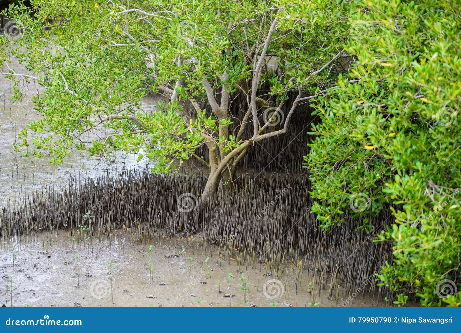 Mucronata Del Rhizophora Del árbol Del Mangle Foto de archivo - Imagen de ecosistema, paisaje ...