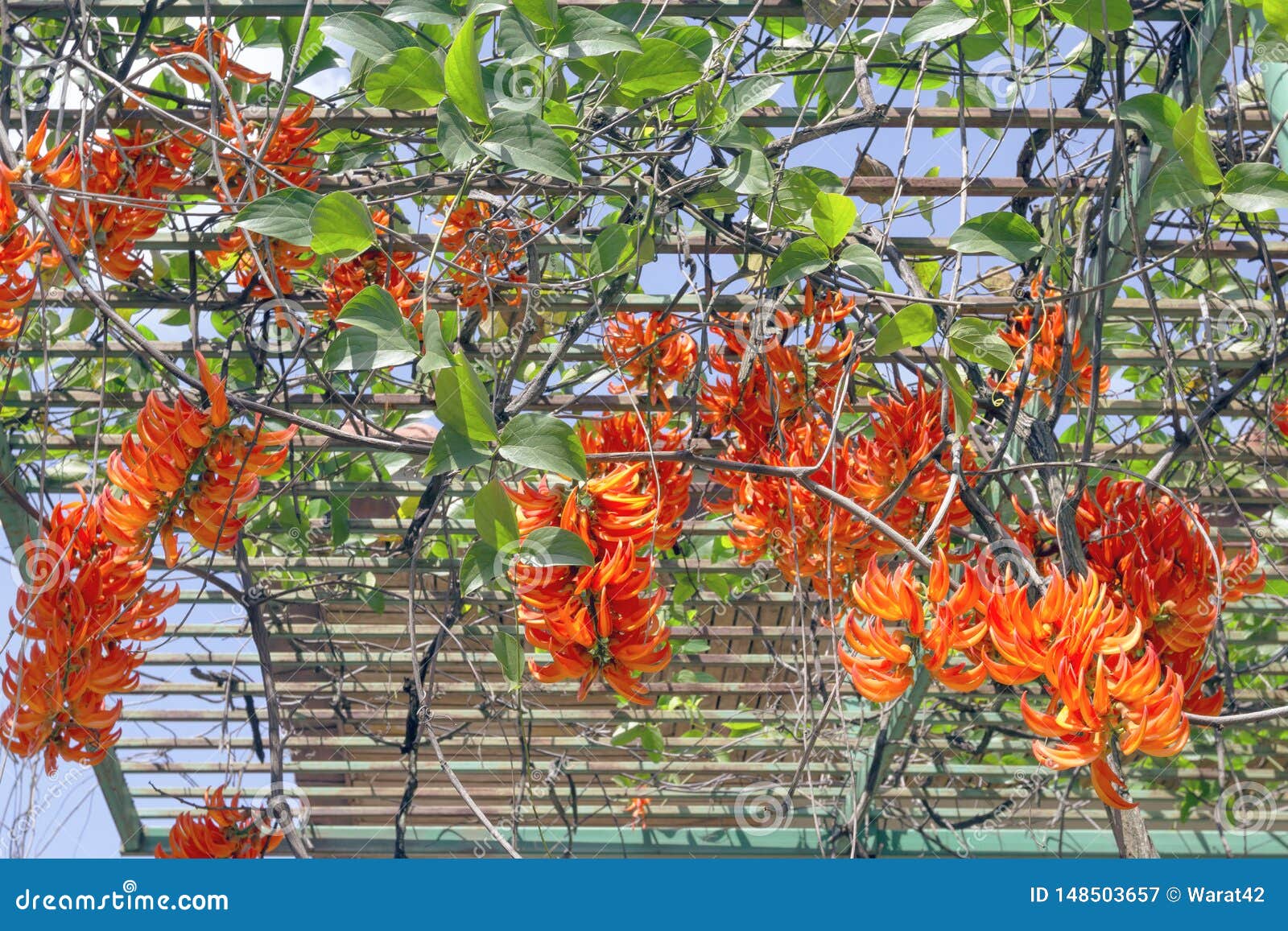 Mucuna Bennettii or Red Jade Vine Stock Image - Image of bennettii ...
