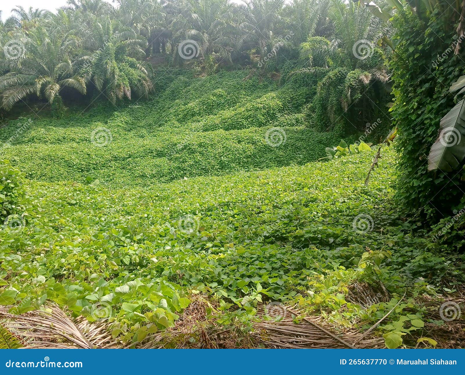 Mucuna stock photo. Image of plant, mucuna, green, life - 265637770