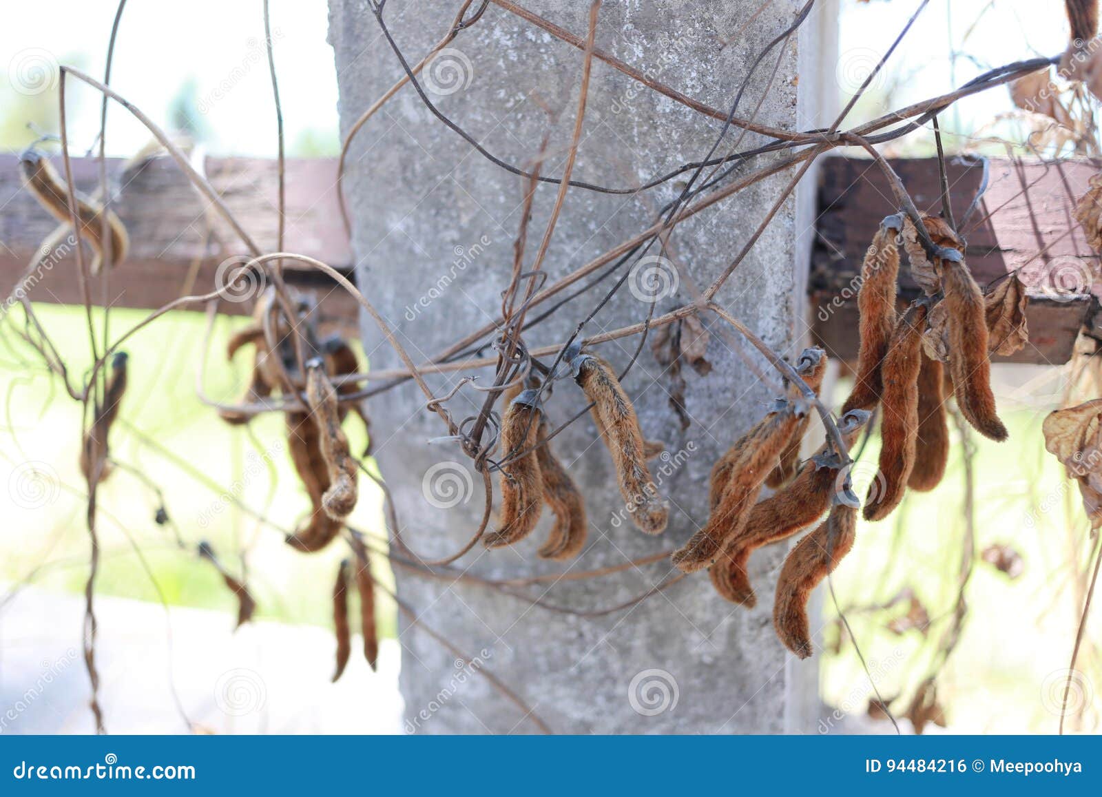 Mucuna Pruriens Tree in the Garden. Stock Photo - Image of healthcare ...
