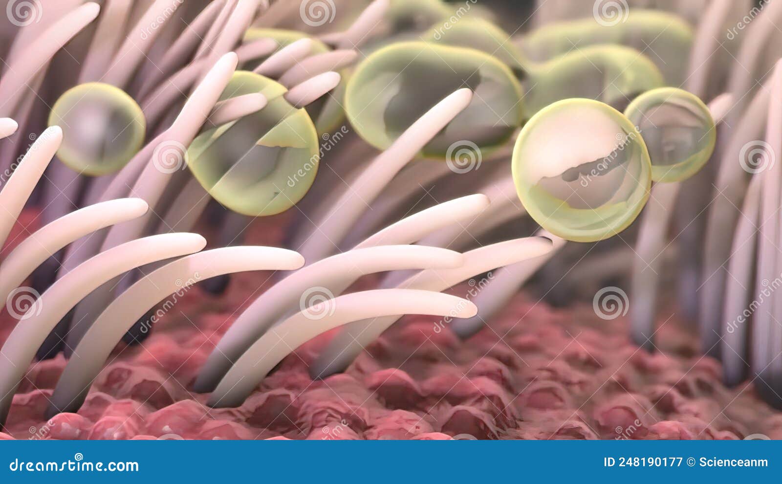 Mucus Formation in Human Lungs Stock Illustration - Illustration of ...