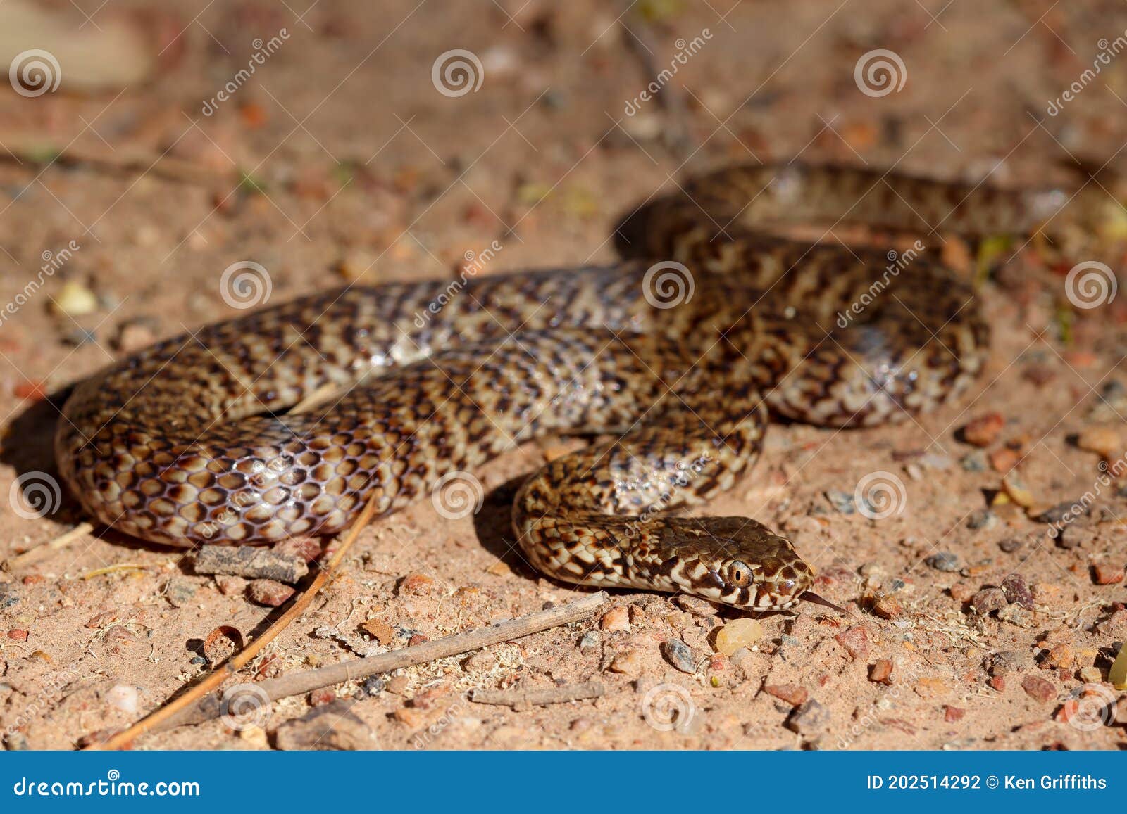 Banded Rat Snake, Or The Oriental Rat Snake (Ptyas Mucosus) From The ...