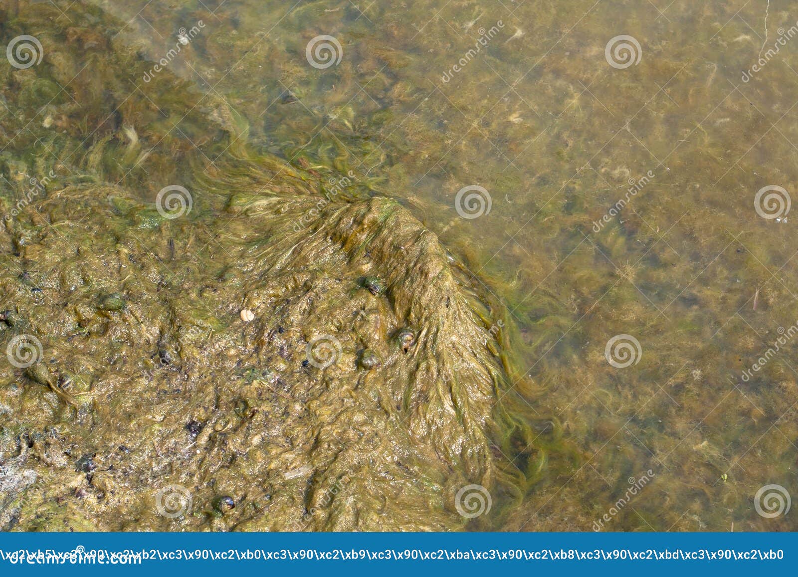 Mud and Algae with Shells of Snails Stock Photo - Image of algal, snail ...