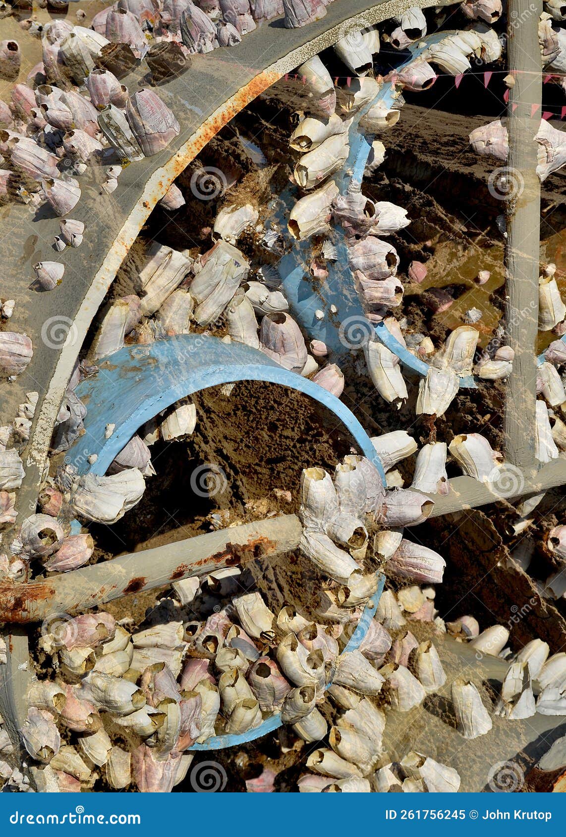 Mud and Barnacle Formed on an Underwater Pipe Stem-images Combined ...