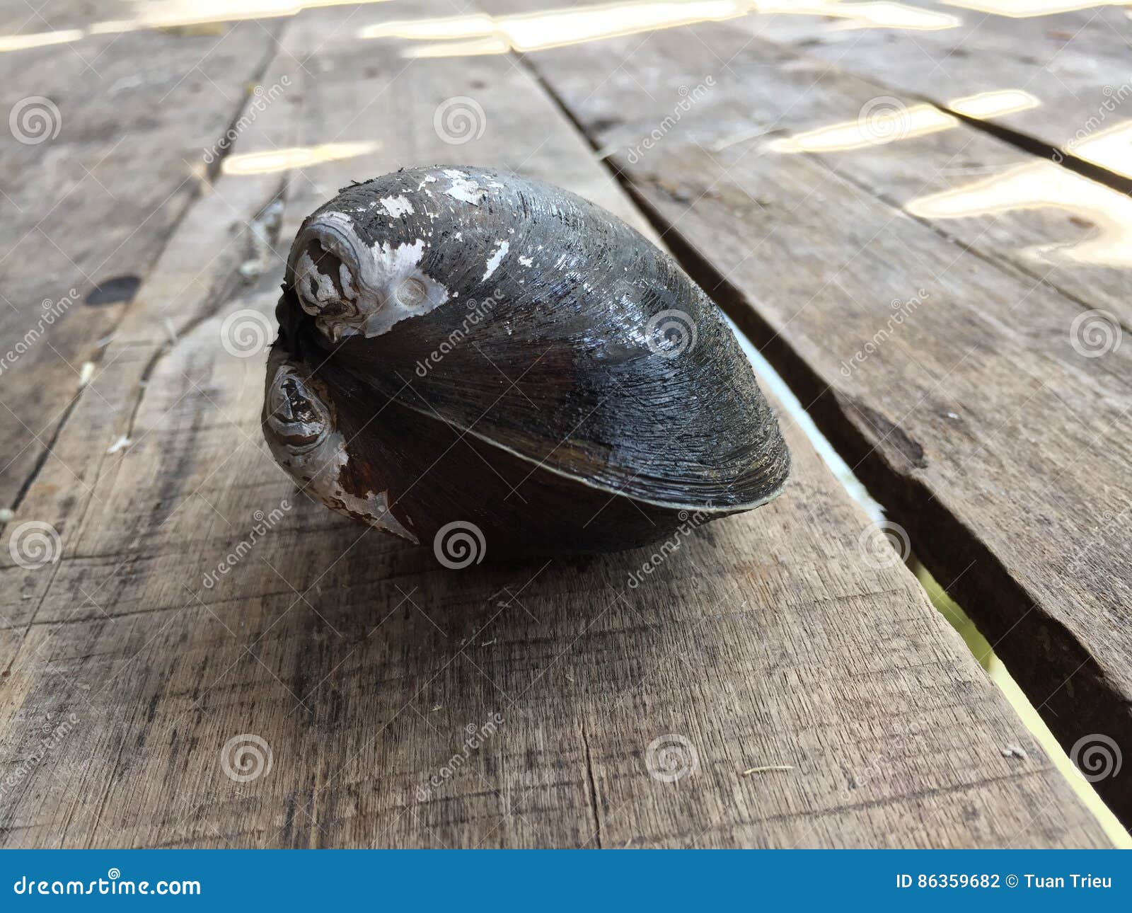 Mud or Mangrove Clam, Geloina Coaxans Stock Photo - Image of mollusca ...