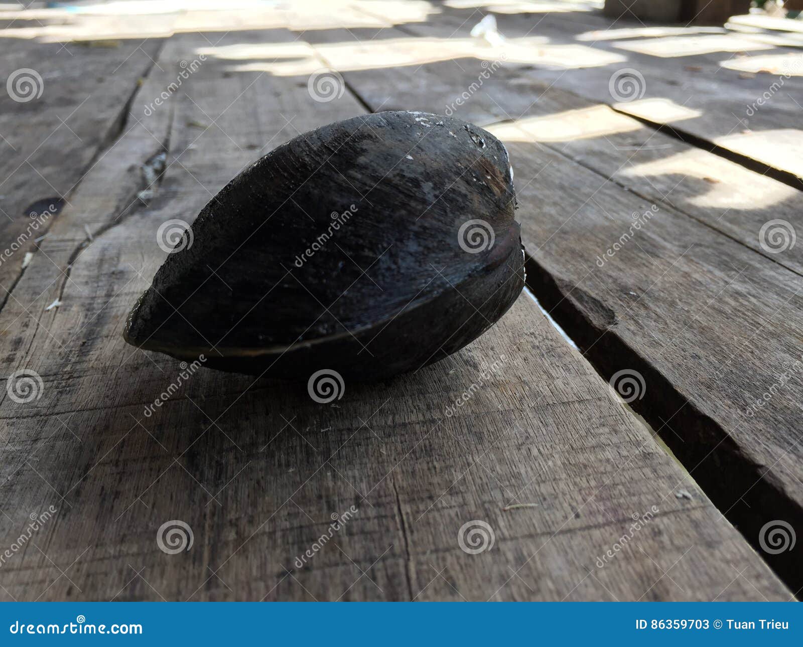Mud or Mangrove Clam, Geloina Coaxans Stock Image - Image of coaxans ...
