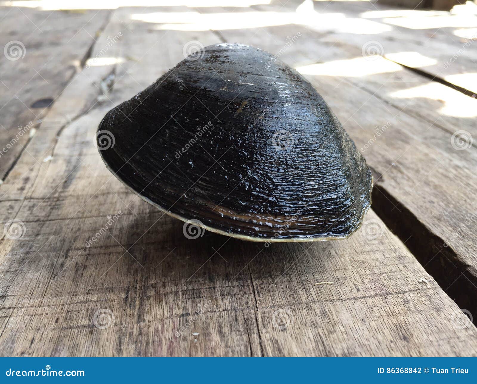 Mud or Mangrove Clam, Geloina Coaxans Stock Photo - Image of coaxans ...