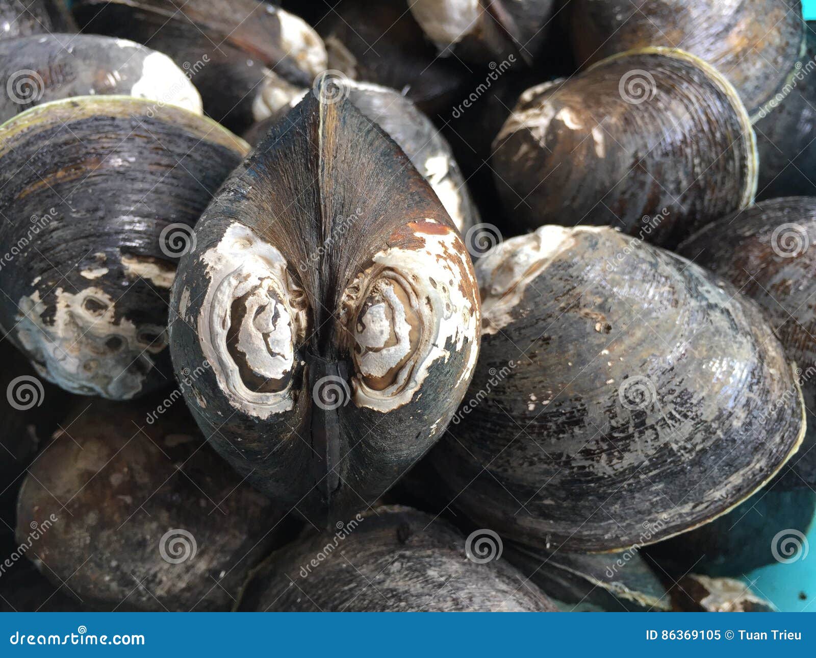 Mud or Mangrove Clam, Geloina Coaxans Stock Image - Image of mussel ...