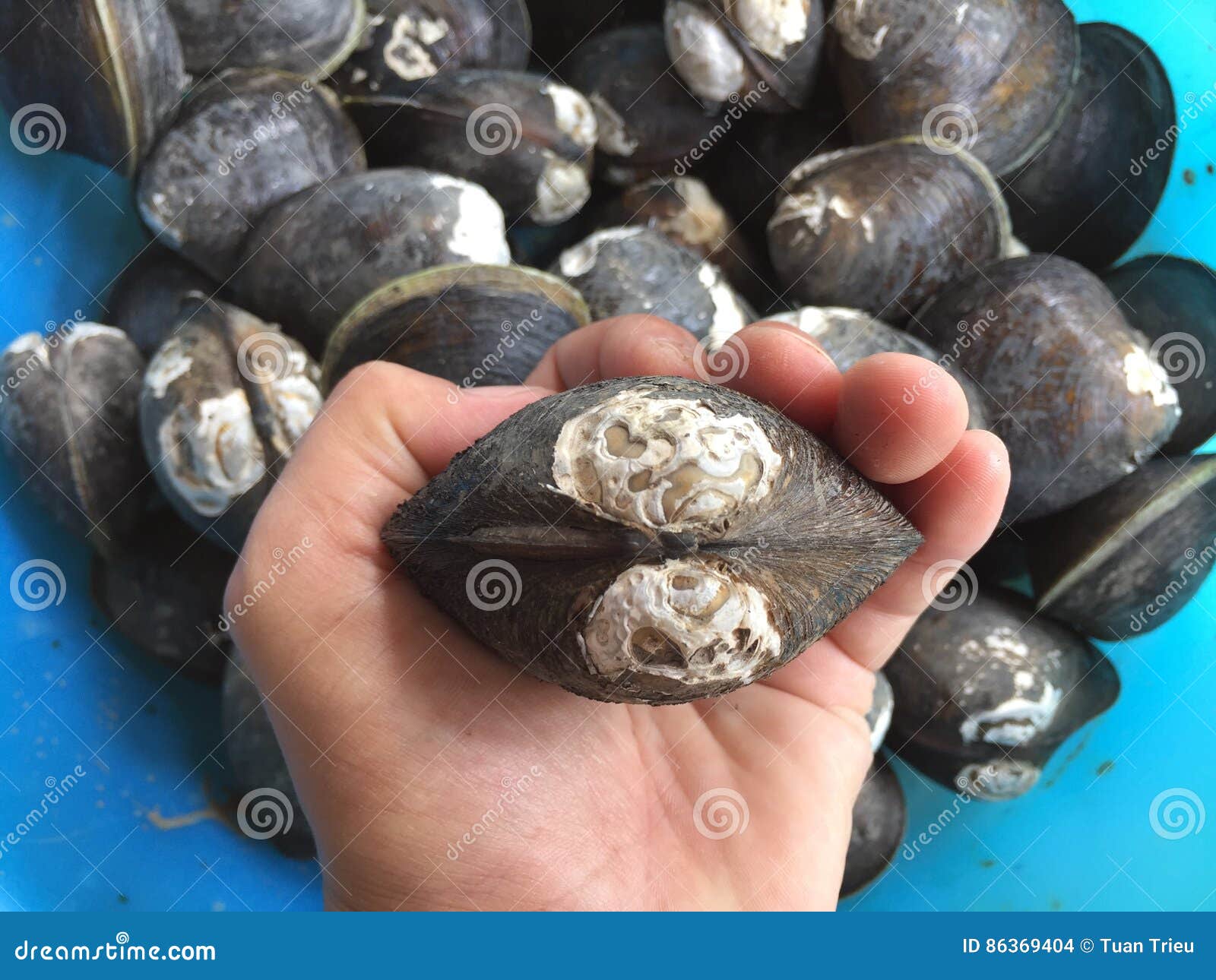 Mud or Mangrove Clam, Geloina Coaxans Stock Photo - Image of conchology ...