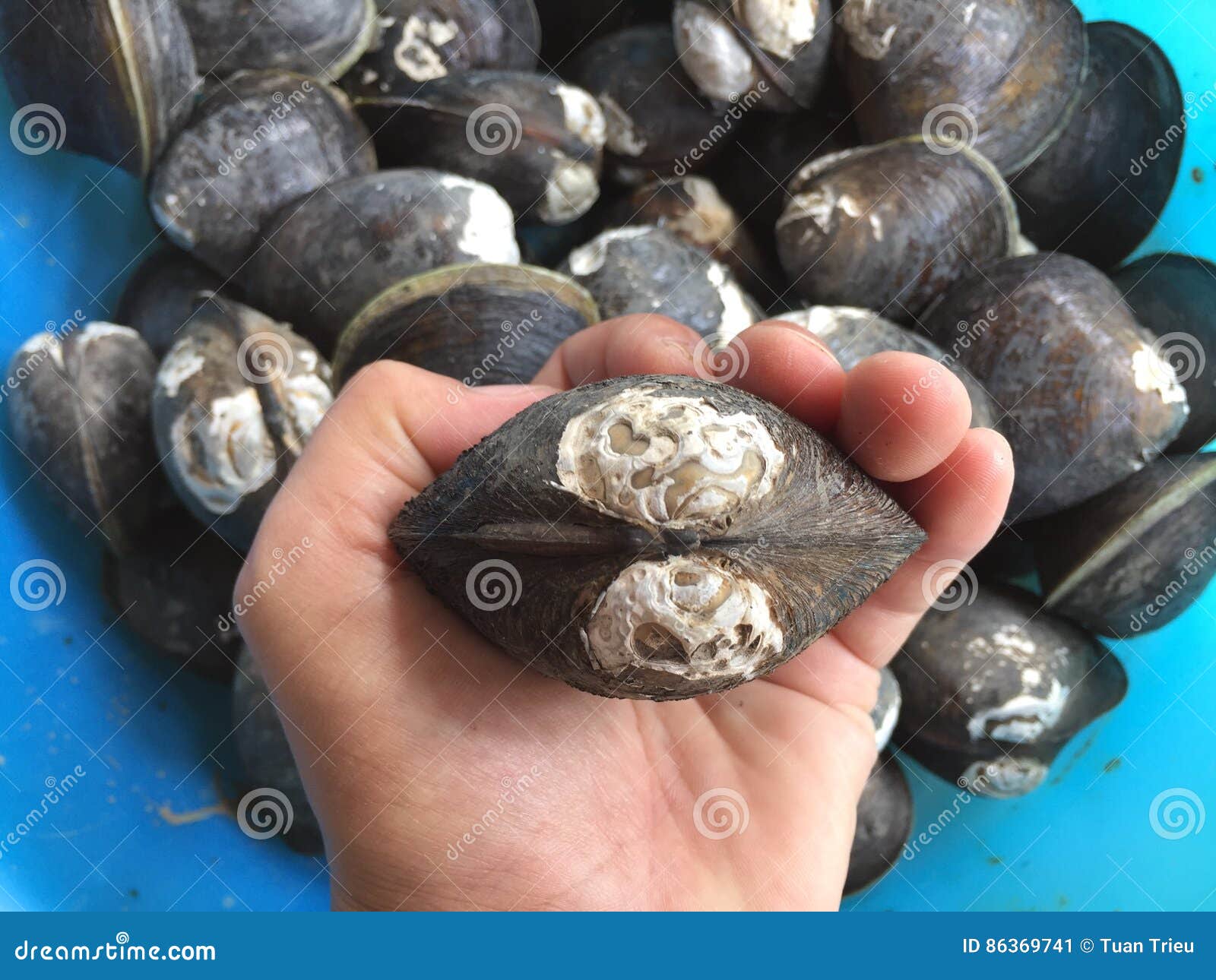 Mud or Mangrove Clam, Geloina Coaxans Stock Image - Image of coaxans ...