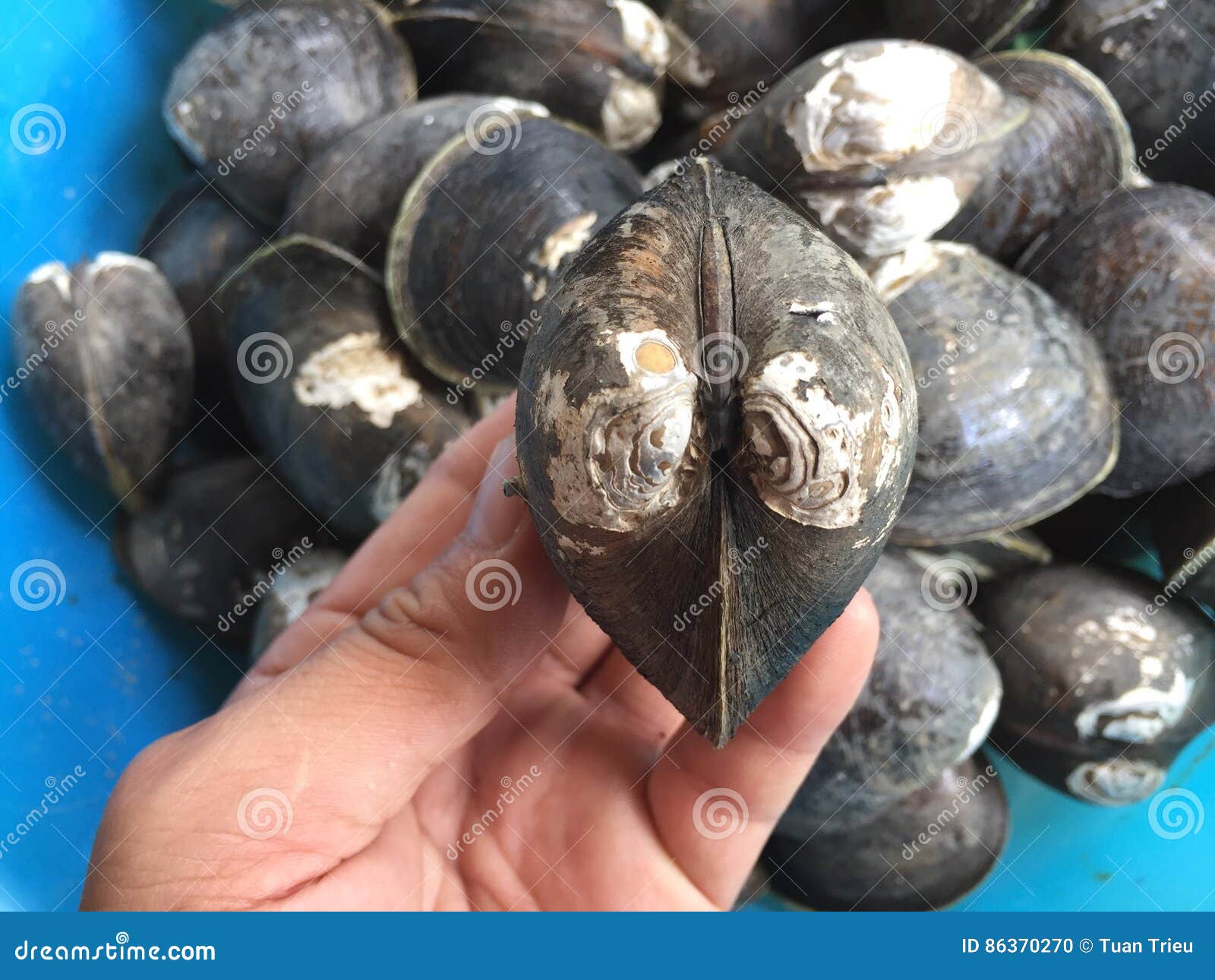 Mud or Mangrove Clam, Geloina Coaxans Stock Photo - Image of coaxans ...