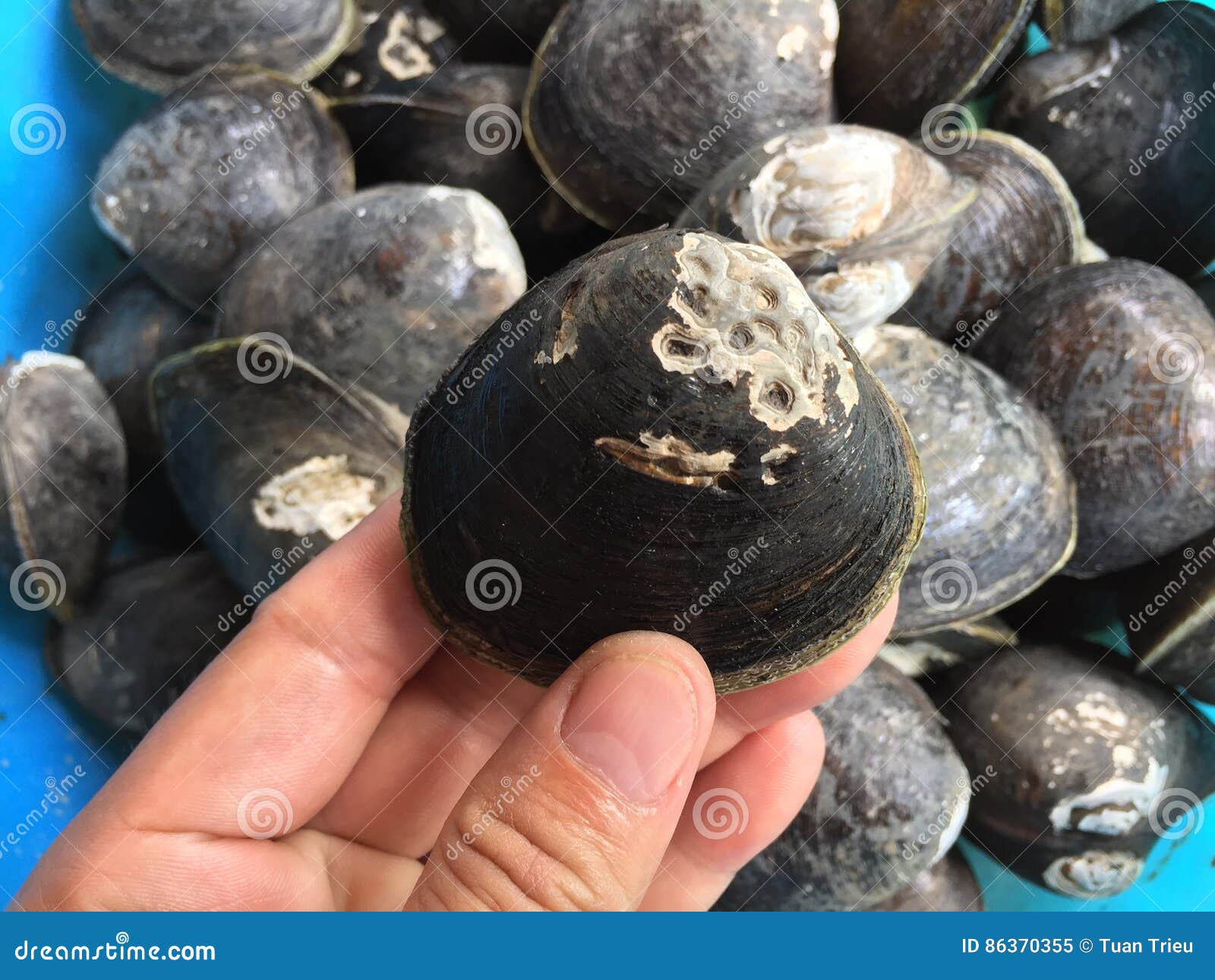 Mud or Mangrove Clam, Geloina Coaxans Stock Image - Image of mangrove ...