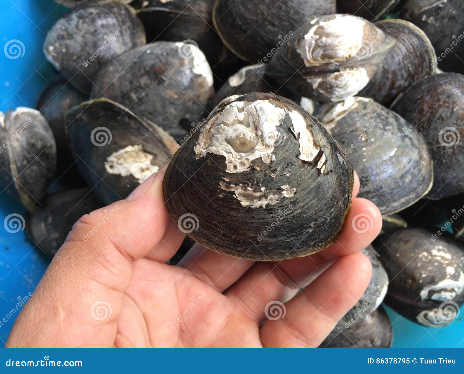 Mud or Mangrove Clam, Geloina Coaxans Stock Image - Image of cockle ...