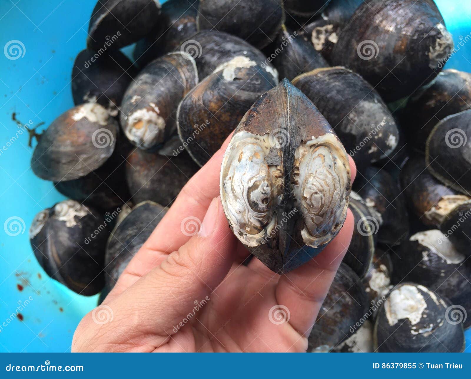Mud or Mangrove Clam, Geloina Coaxans Stock Image - Image of seafood ...