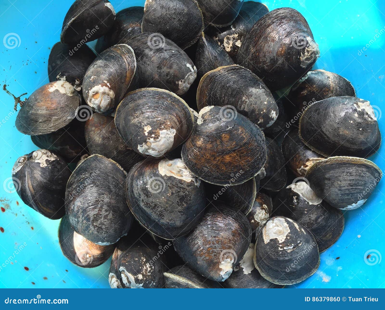 Mud or Mangrove Clam, Geloina Coaxans Stock Photo - Image of mussel ...