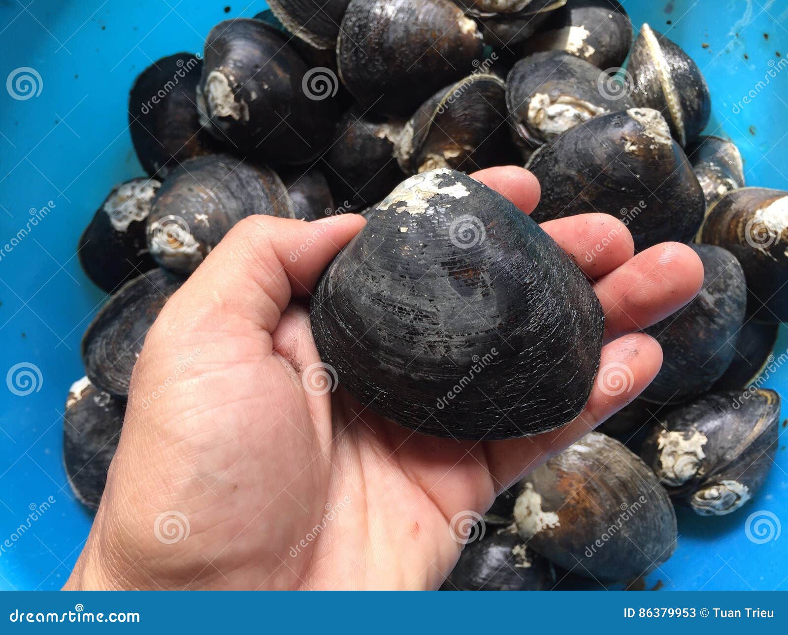 Mud or Mangrove Clam, Geloina Coaxans Stock Image - Image of rock ...