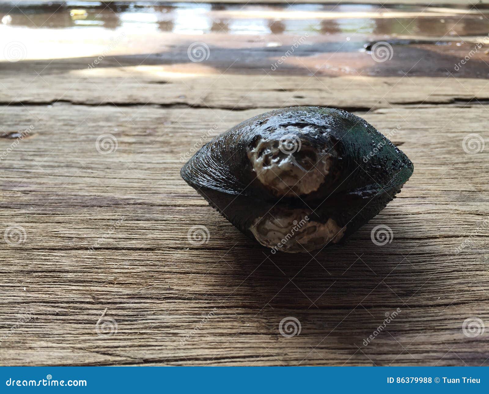 Mud or Mangrove Clam, Geloina Coaxans Stock Photo - Image of geloina ...