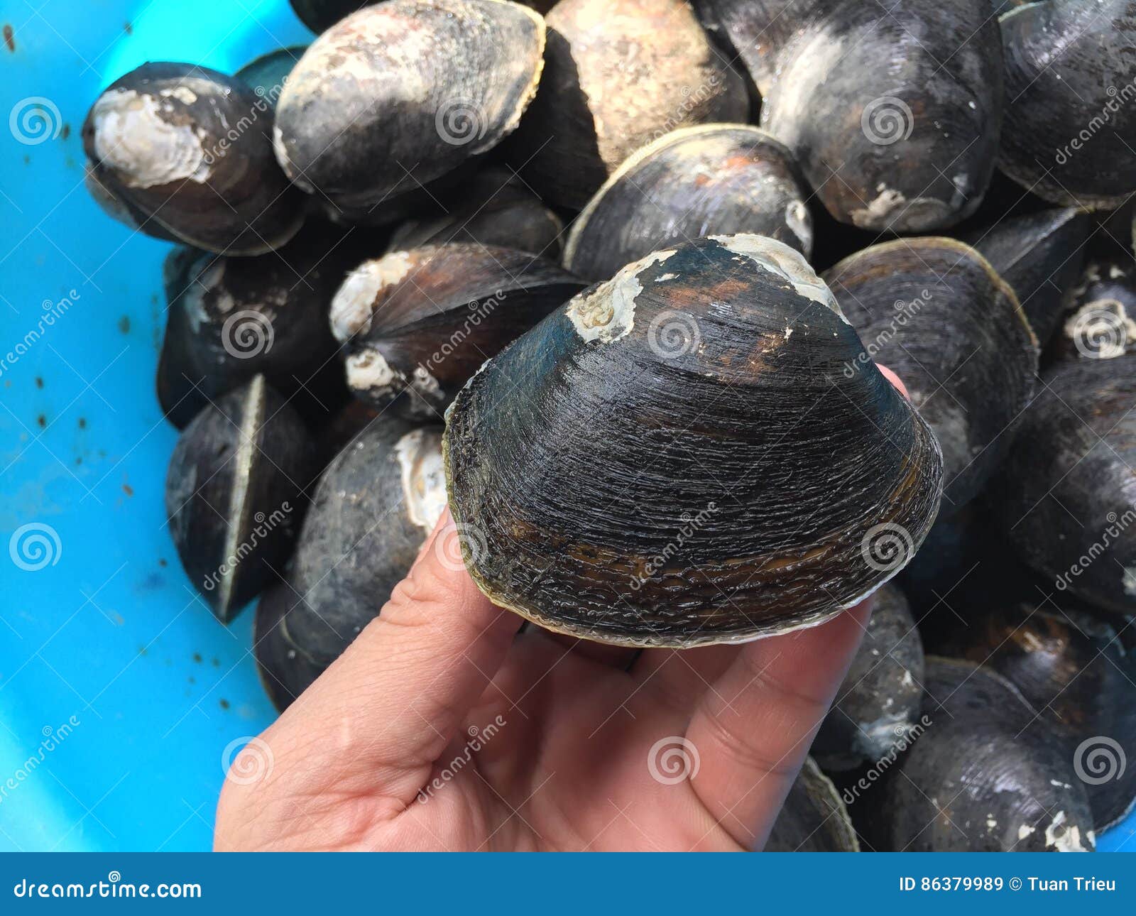 Mud or Mangrove Clam, Geloina Coaxans Stock Image - Image of coaxans ...