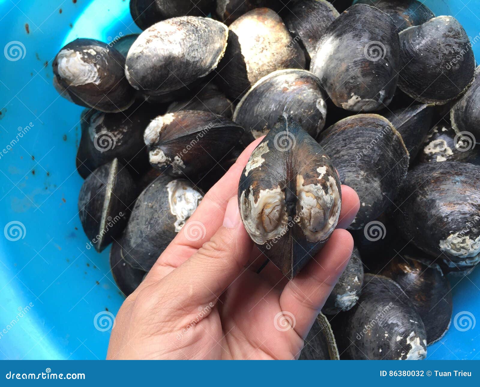 Mud or Mangrove Clam, Geloina Coaxans Stock Photo - Image of seafood ...